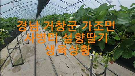 경남거창군가조면사병리설향딸기생육상황 241127수경남거창가조사병설향배드딸기 손범규농합농법 딸기생육관리 농합면역플러스관주