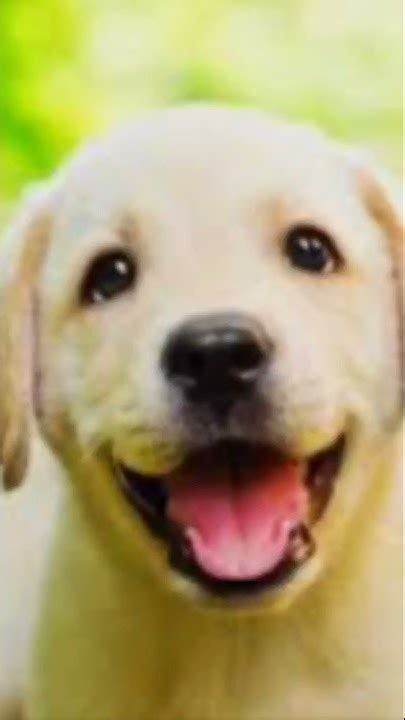 Блондинка или брюнетка Youtube