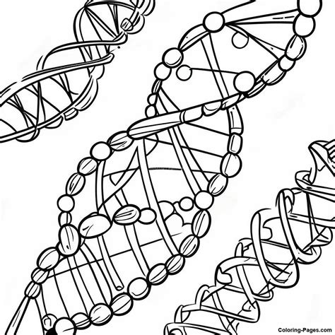 Dna Rna Venn Diagram Worksheet Vs Worksheeto Structure Via Sketch