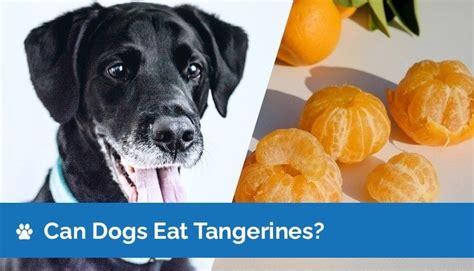 Can Dogs Eat Orange Pith