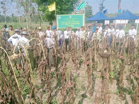 ဇလွန်မြို့နယ်တွင် ဆီထွက်သီးနှံ ဆောင်းနေကြာ စံပြကွက် စံကွက်ရိတ်သိမ်းပွဲက