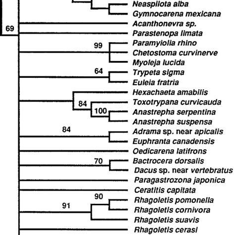 Tephritid Relationships Inferred From Strict Consensus Tree Based On Download Scientific