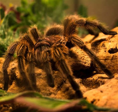 11 Tarantula Spiritual Meanings And Spirit Animal Symbolism