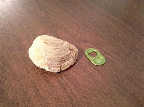 Bivalve Fossil Id The Fossil Forum Bivalve Fossil Id The Fossil Forum