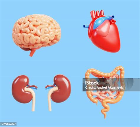 인간 내부 장기 만화 3d 렌더링 아이콘 세트 고립된 뇌 심장 신장 내장 현실적인 신체 해부학 의료 개념 신경계 순환계 소화기 비뇨기계 3차원 형태에 대한 스톡 사진 및