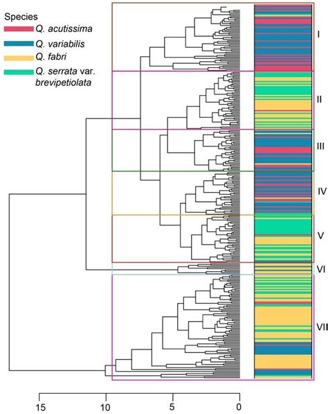 Hierarchical Clustering Of Leaf Phenotypic Traits For The Four Oak Species Download