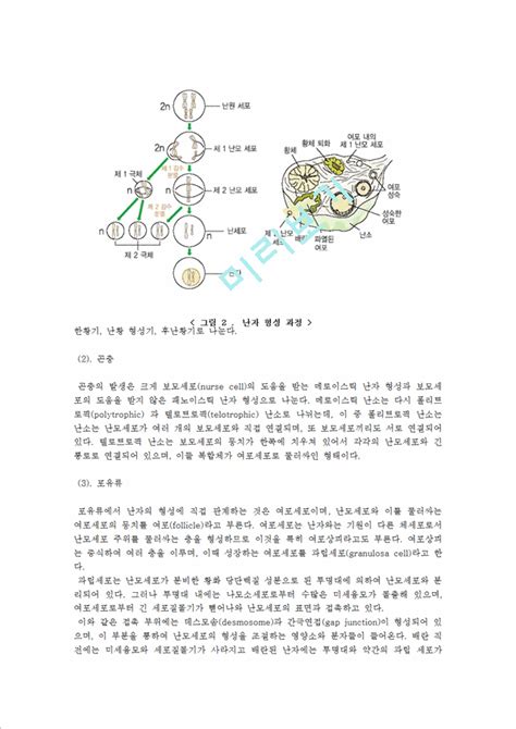 의학약학 발생생물학 정자 형성과 난자 형성의 과정 감수분열 과정 및 호르몬 조절 관계와 생식세포 형성의약보건레포트