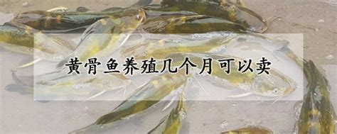 带鱼养殖的还是野生的 发财农业网