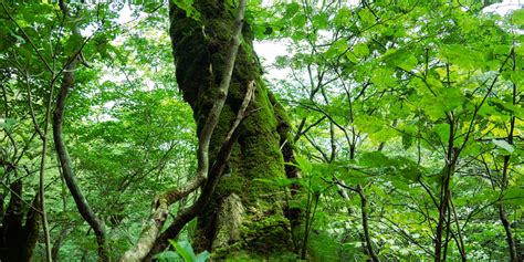 ブナってこんな木 一般社団法人ブナを植える会