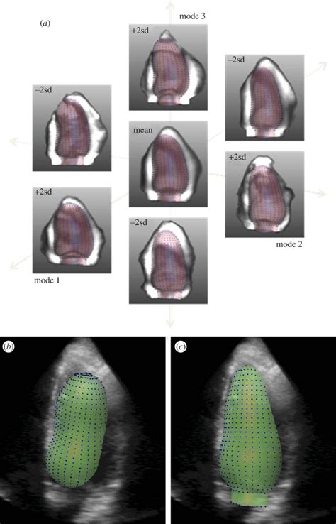 Three Dimensional Active Appearance Model Segmentation A Average Download Scientific Diagram