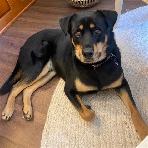 Handsome Rottweiler Siberian Husky Mix Rottsky For Adoption In Chattanooga Tn Supplies