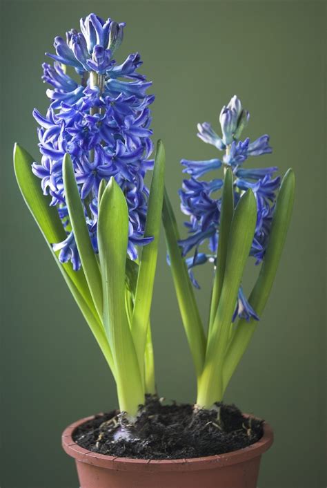 Hyacinth Care Indoors After Flowering What To Do With Indoor Hyacinth