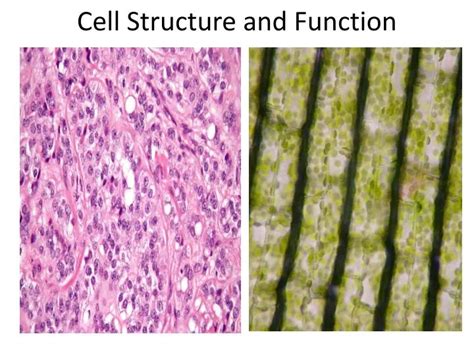 PPT Cell Structure And Function PowerPoint Presentation Free Download ID