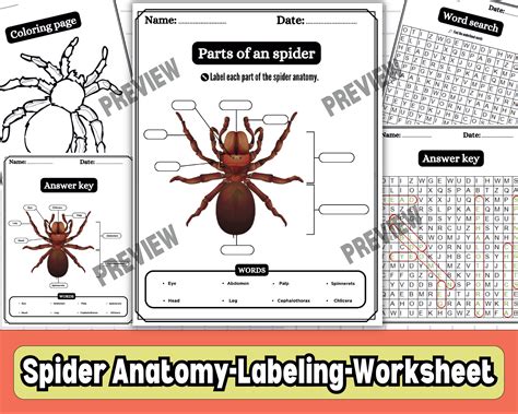 Spider Anatomy Parts Of An Spider Labeling Worksheet Word Search