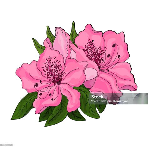 Ilustración De Primer Plano De Flores De Azalea Rosa Con Follaje Verde