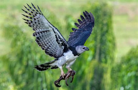 El águila Arpía Un Pájaro Tan Grande Que Podría Pasar Por Una Persona