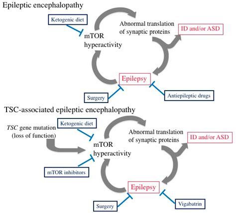 Brain Symptoms Of Tuberous Sclerosis Complex Pathogenesis And Treatment