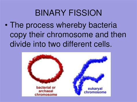 Ppt Chromosomes Binary Fission Mitosis Cancer Powerpoint Presentation