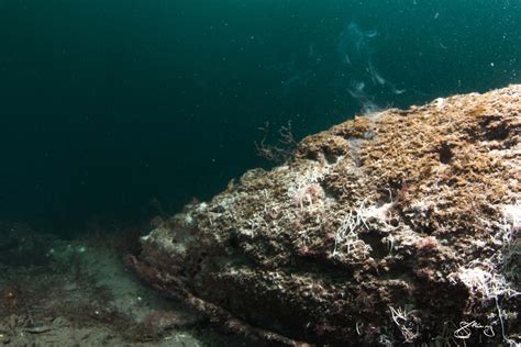 Broadcast Spawning The Marine Detective