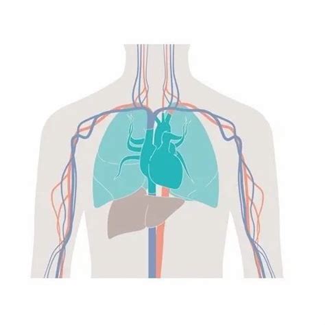 Maquet Picco Hemodynamic Patient Monitoring At Best Price In New Delhi