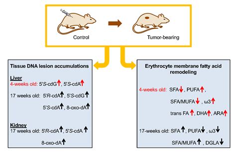 Cancers Free Full Text Membrane Lipidome Reorganization And