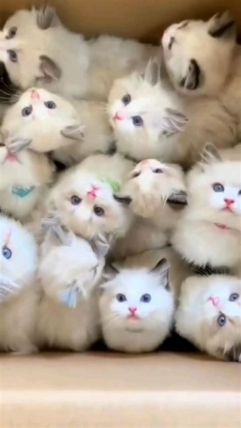 Adorable Kittens 😻 ️