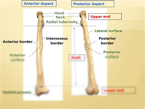 Solution Anatomy Of Radius And Shoulder Joint Studypool