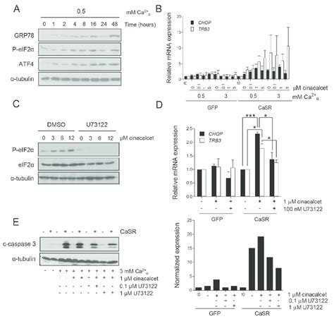 Apoptosis Upon Cinacalcet Exposure Is Triggered By Phospholipase C Download Scientific Diagram