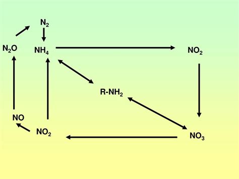 Nitrogen Cycle Ppt Download