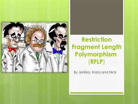 Ppt Restriction Fragment Length Polymorphism Rflp Powerpoint