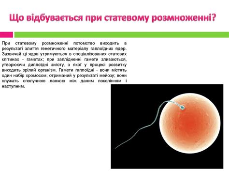 Статеве розмноження людини презентация онлайн