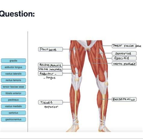 Solved Exercise 13 Review Sheet Art Labeling Activity 5 4 Of 4 If Possible Please Label The
