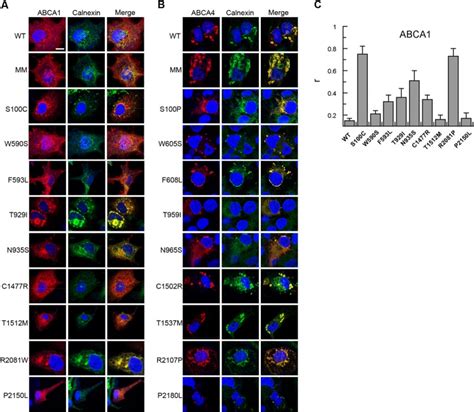 Differential Phospholipid Substrates And Directional Transport By Atp