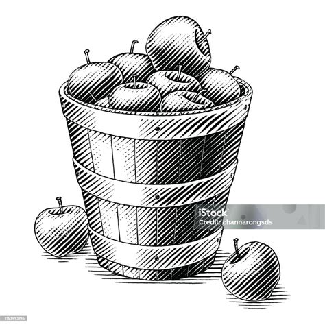 사과 에 바구니 손 그리기 빈티지 스타일 흑백 클립 아트 고립 에 흰색 배경 목판화에 대한 스톡 벡터 아트 및 기타 이미지