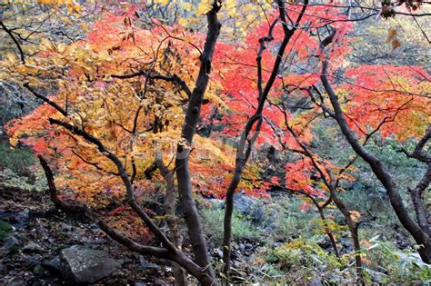 가을 단풍 나무 자연 식물 사진이미지일러스트캘리그라피 샤론하작가