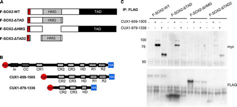 The N Terminal Domain And Dna Binding Domain Of Sox2 Are Necessary For Download Scientific