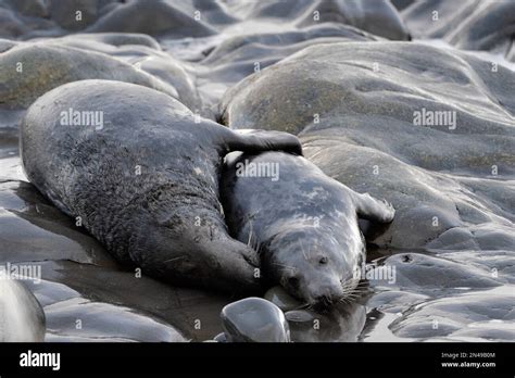 Grey Seal Halichoerus Grypus Pair Cow And Bull Displaying Courting