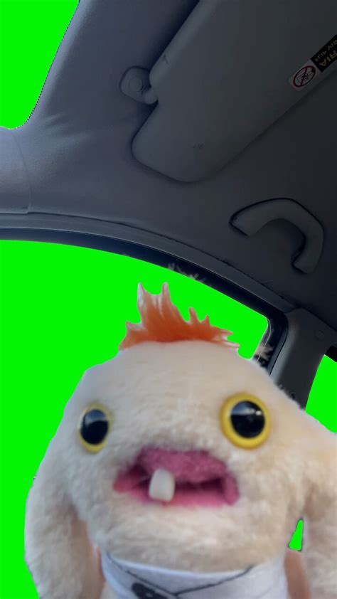 Fuggler Looking Out The Window Green Screen