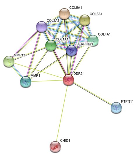 Ddr2 General Information Sino Biological