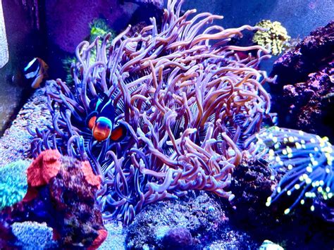 Are Different Types Of Rose Bubble Tip Anemones Worth It Reef2reef