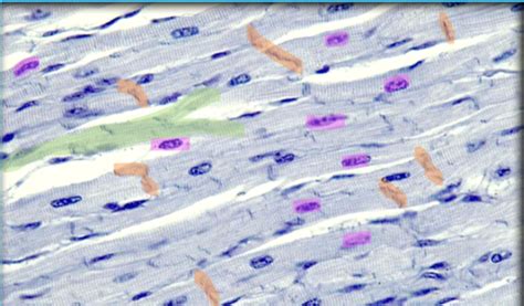 Enzymes And Histology Bio 318 Lab Exam 3 Flashcards Quizlet