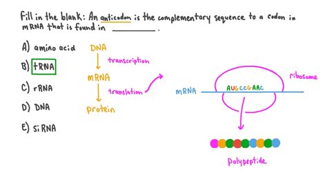 Trna Anticodon Mrna