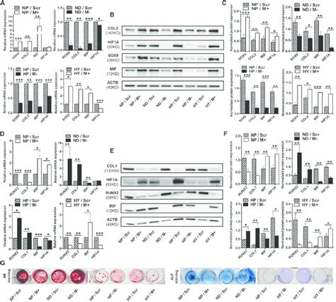 Hif1a Regulated Chondro Osteogenic Differentiation Of Cescs By Mif