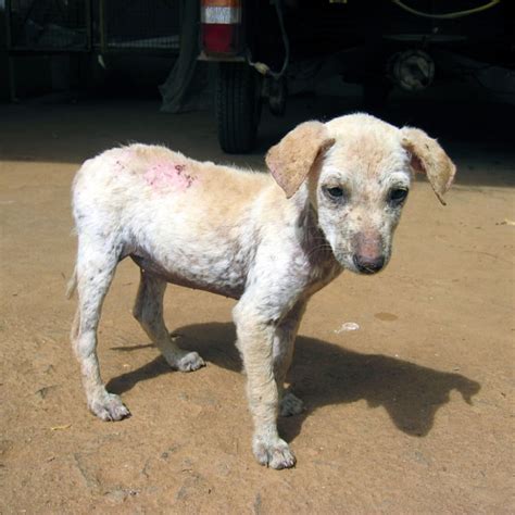 Mild Demodectic Mange