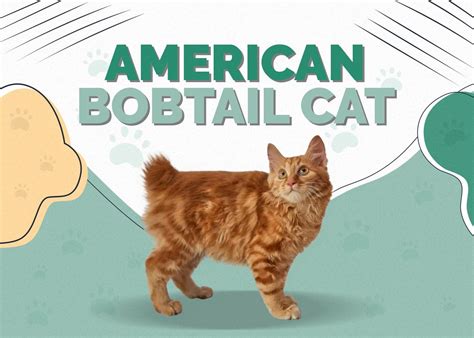 American Bobtail Cat Breed Info Pictures Care Traits And Facts