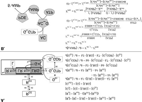 Glp 1 Receptor Signaling Cascade Model Download Scientific Diagram