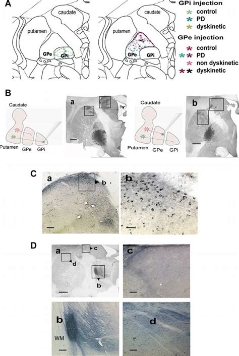 Validation Of Ctb Injection Sites A Schematic Diagram Illustrating