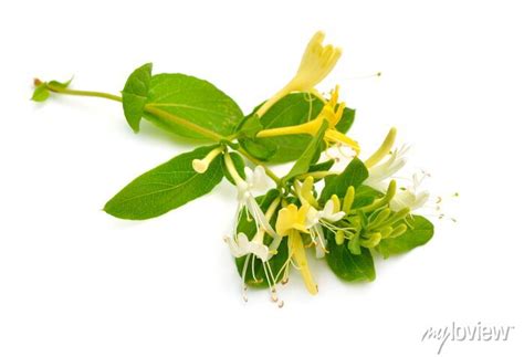 Lonicera Japonica Known As Japanese Honeysuckle And Golden And Silver