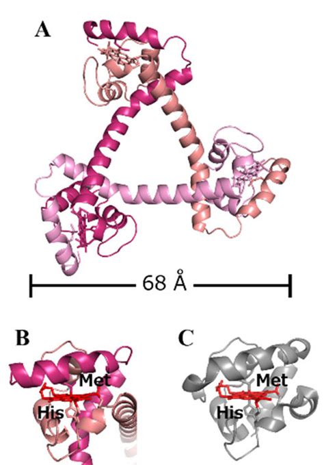 A Crystal Structure Of Bbp Trimer Pdb Id 5z25 The Violet Red Download Scientific Diagram