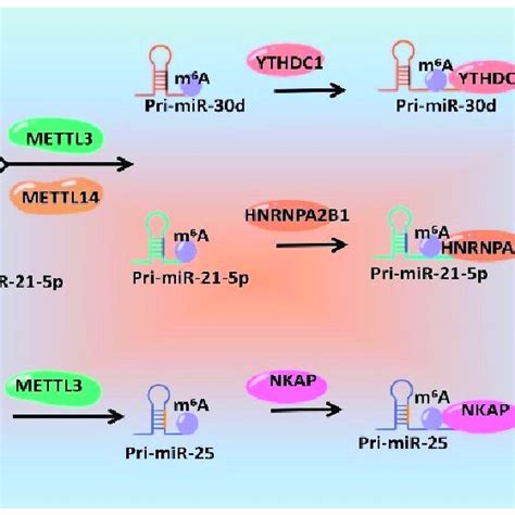 Schematic Diagram Of The Mechanisms Of M A Modification And Its Download Scientific Diagram